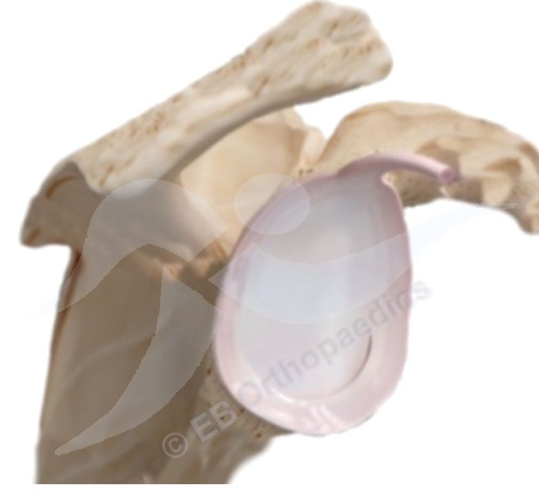 Orthopaedic & Trauma Surgeon - Shoulder - Labral tears